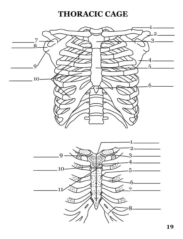 Human Anatomy Coloring Book: 100+ Illustrations & Facts in Anatomy Wor ...